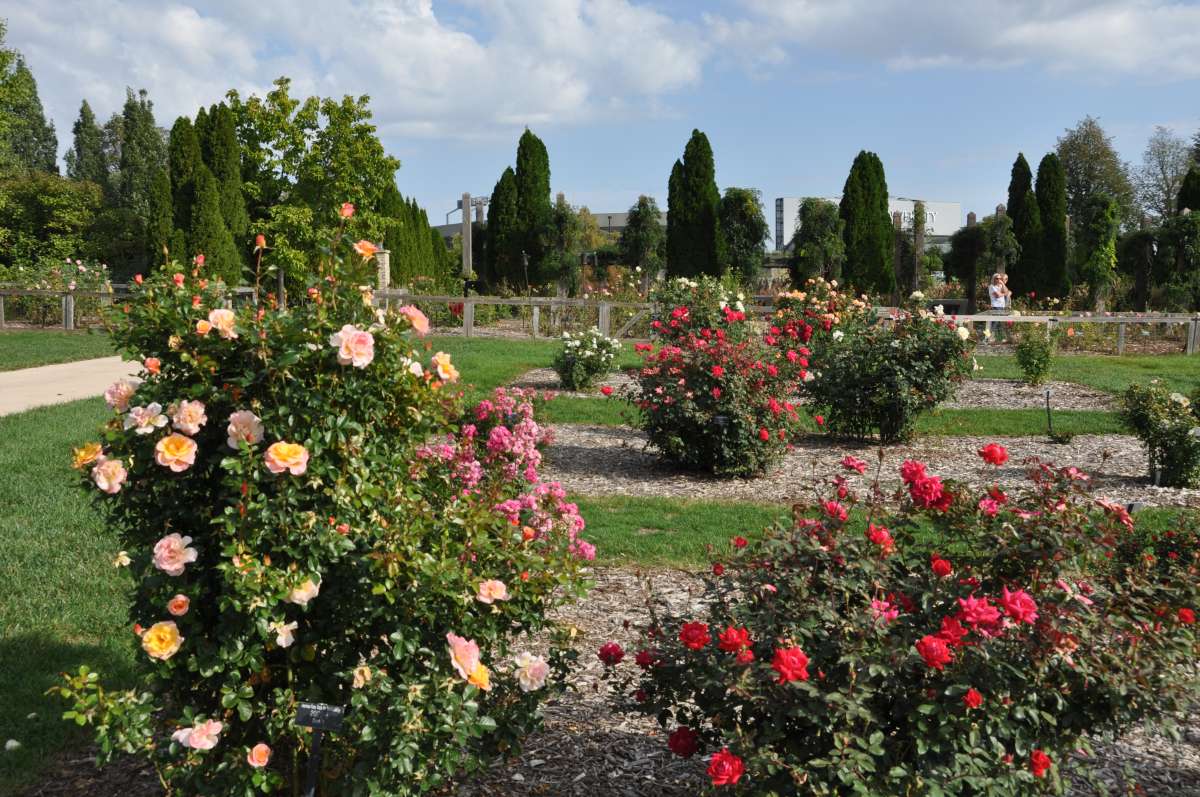 Plants and Collections - Reiman Gardens